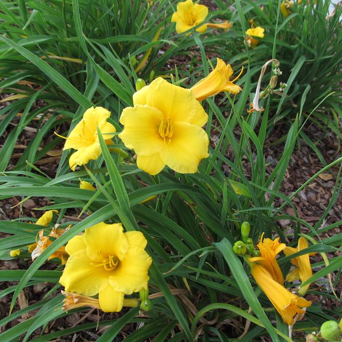Stella De Oro Daylily Colors